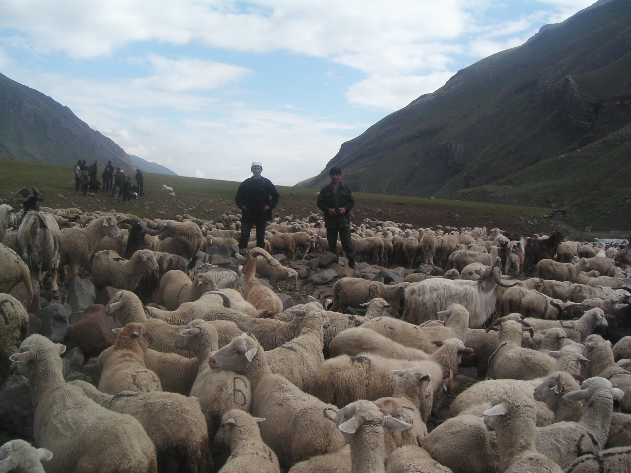 What do we lose when we lose a language? – MORPH